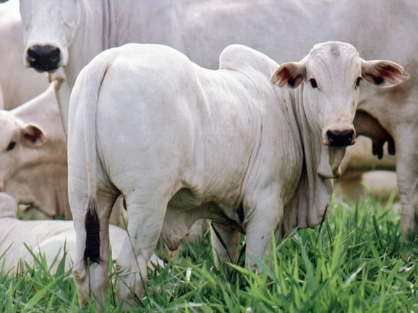 Minerthal » Bem-estar animal: que tal cinco dicas e bezerros mais ...